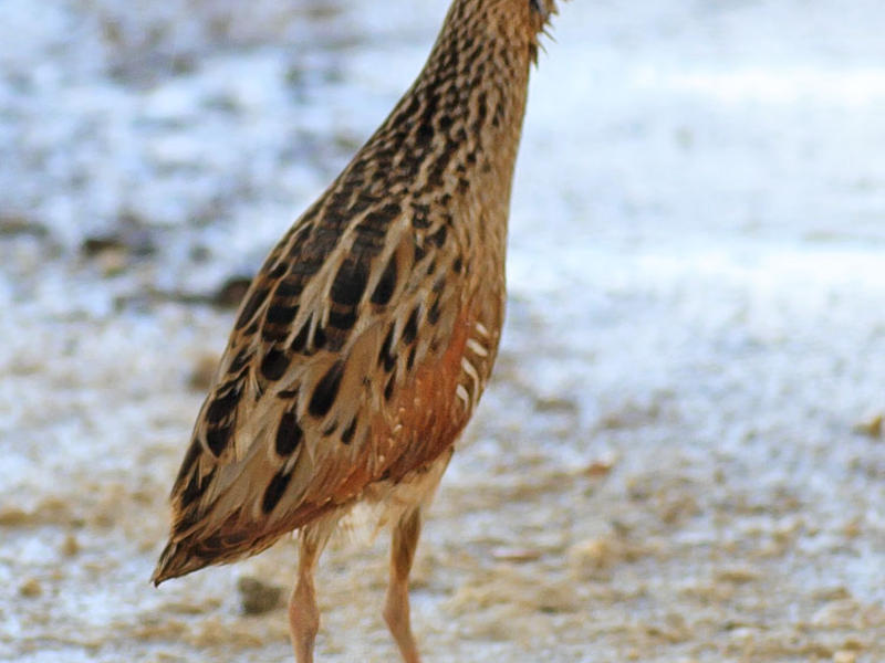 Corncrake | KuwaitBirds.org